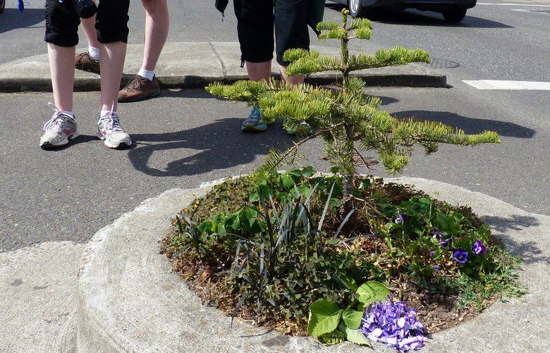 Tree missing from Portland’s smallest park | The Seattle Times