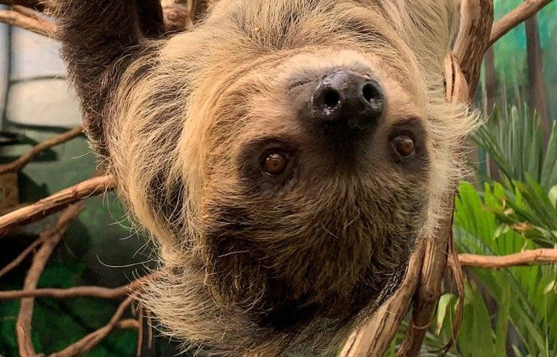 Sloth matchmaking at National Zoo: Very, very slow | The Seattle Times
