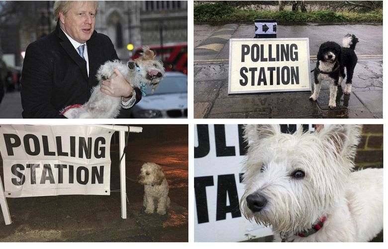 Election going to the dogs: Polling station pooches trending | The ...