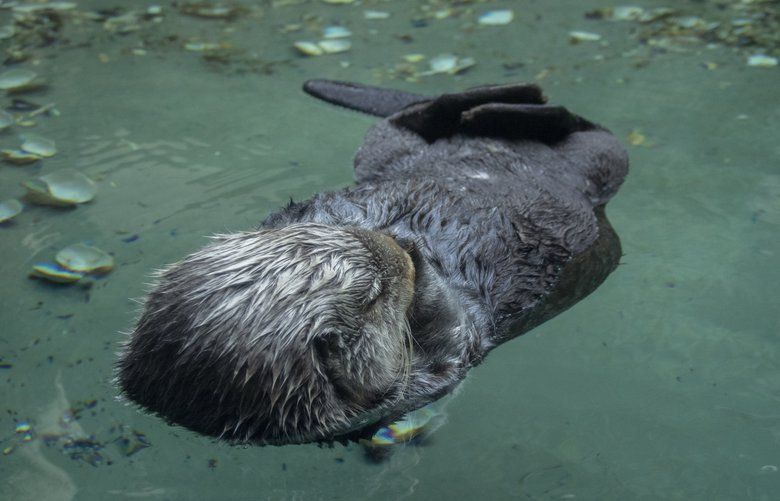 Reader’s Lens | Everyone otter take a break | The Seattle Times