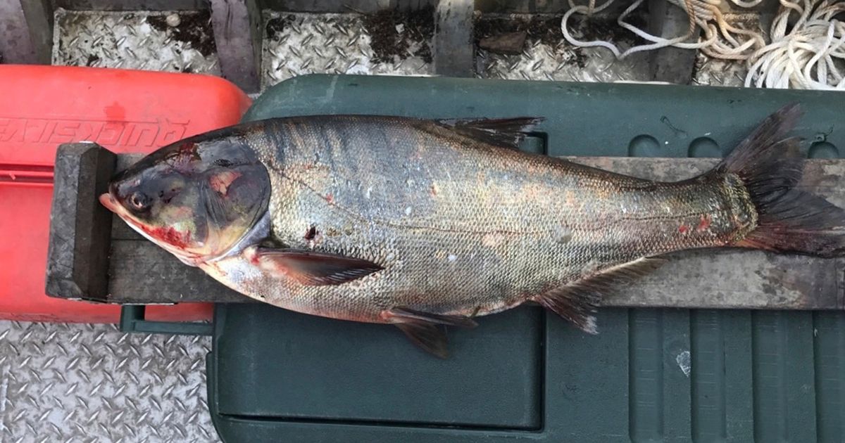 Invasive silver carp confirmed for 1st time in SW Minnesota | The ...
