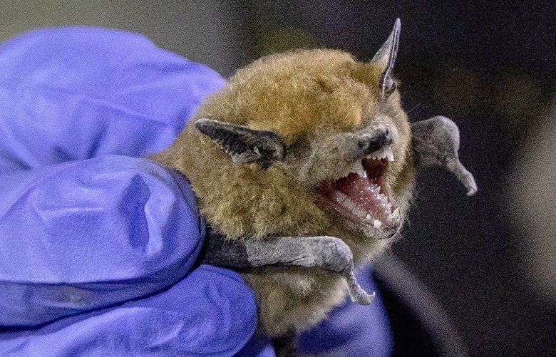 New outbreak may eventually be traced to bats, carriers of SARS and ...