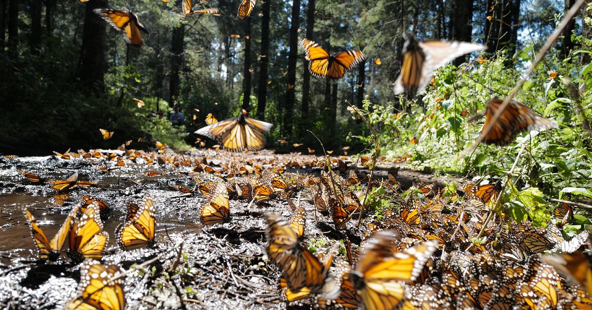 Climate change playing havoc with monarch butterfly migration | The ...