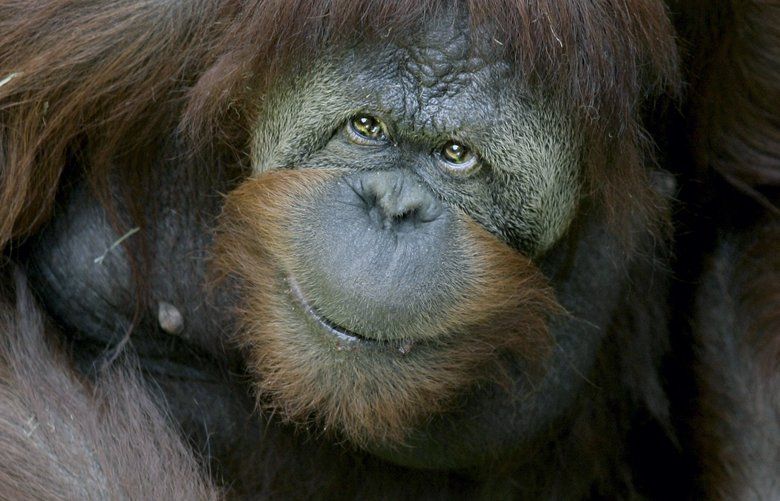 Chinta the orangutan twin, Woodland Park Zoo’s oldest animal, dies at ...