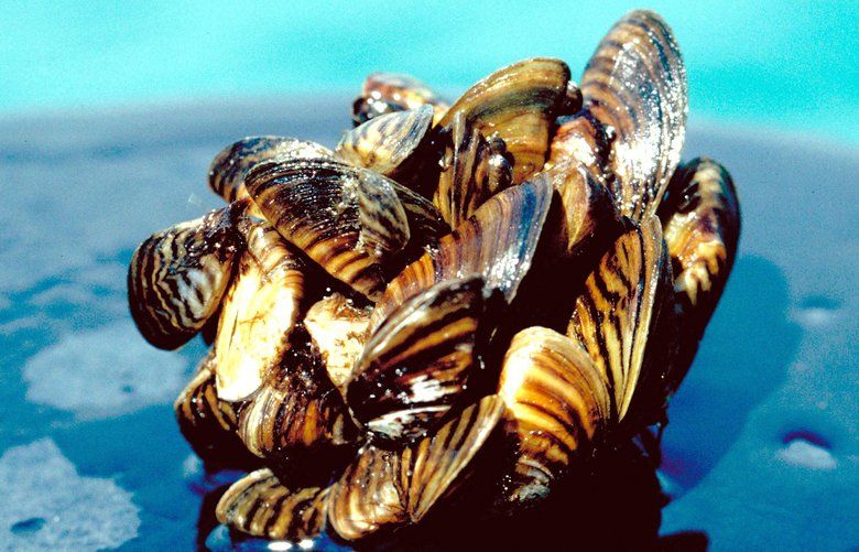 Spot an invasive species while hiking? Report it through Washington ...