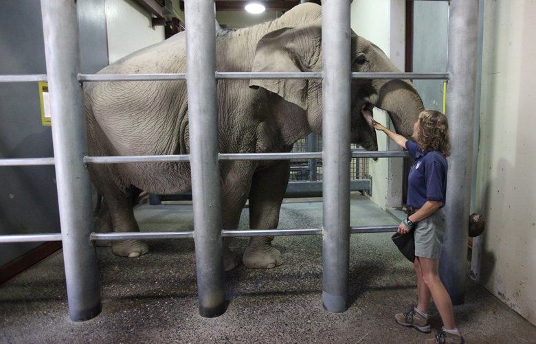 With Washington’s last zoo elephant, a new era | The Seattle Times