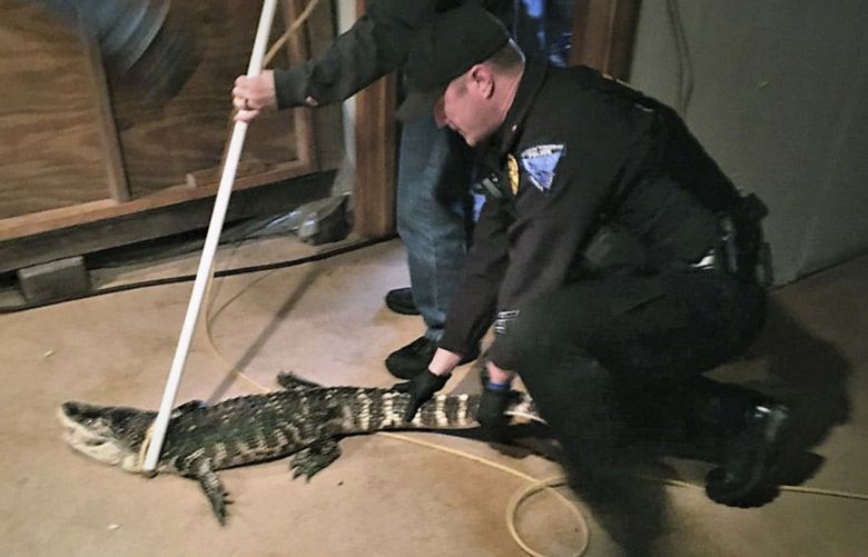 Authorities seize alligator from Ohio basement | The Seattle Times