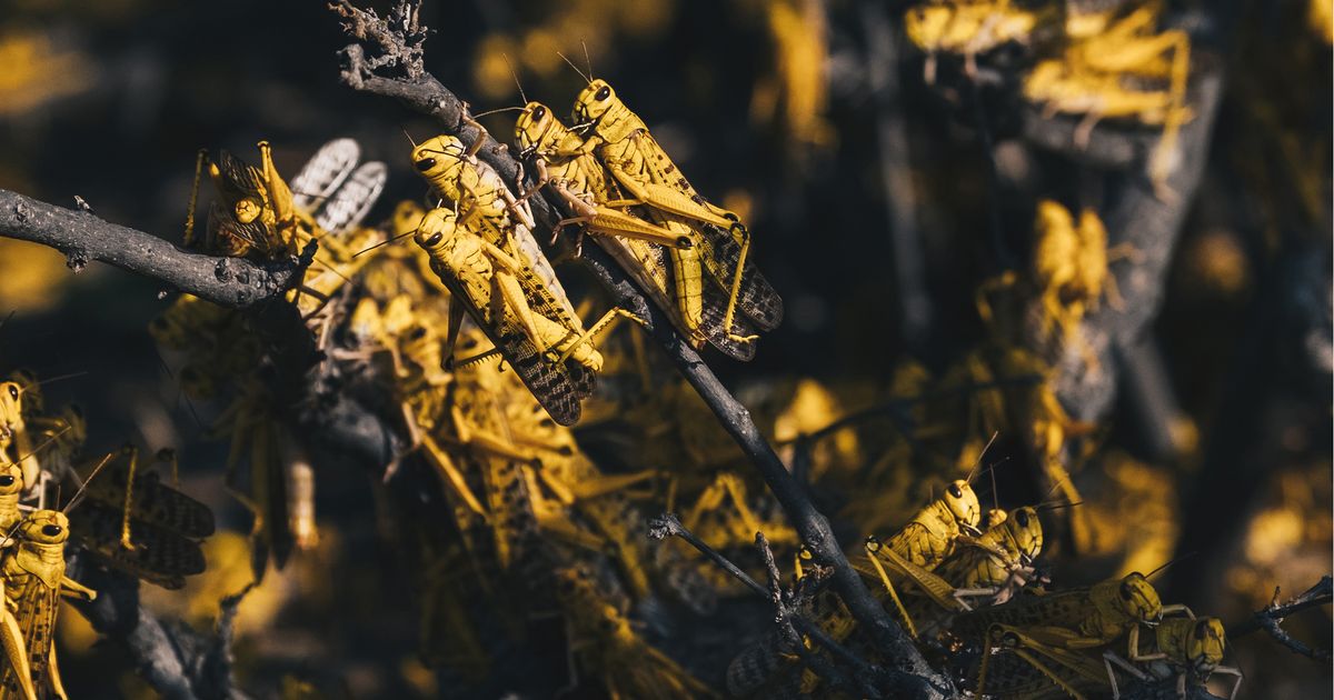 ‘Like an umbrella had covered the sky’: Locust swarms despoil Kenya ...