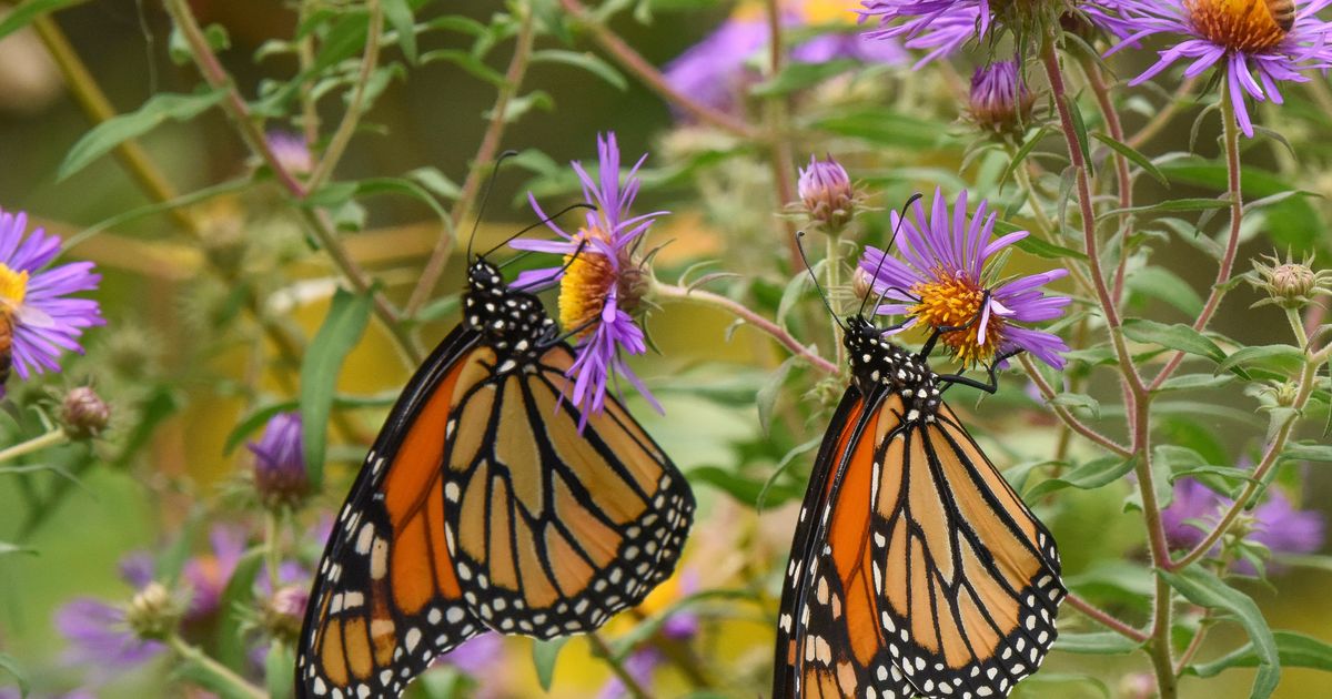 A native plant guru’s radical vision for the American yard and the ...