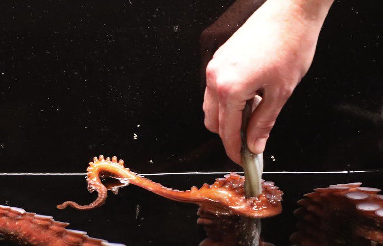 Seattle Aquarium gets its arms around Octopus Week | The Seattle Times