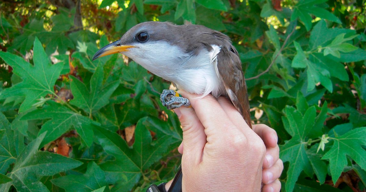 US identifies habitat critical for survival of rare songbird | The ...