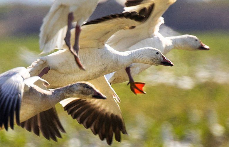Wings aloft near Mount Vernon | The Seattle Times