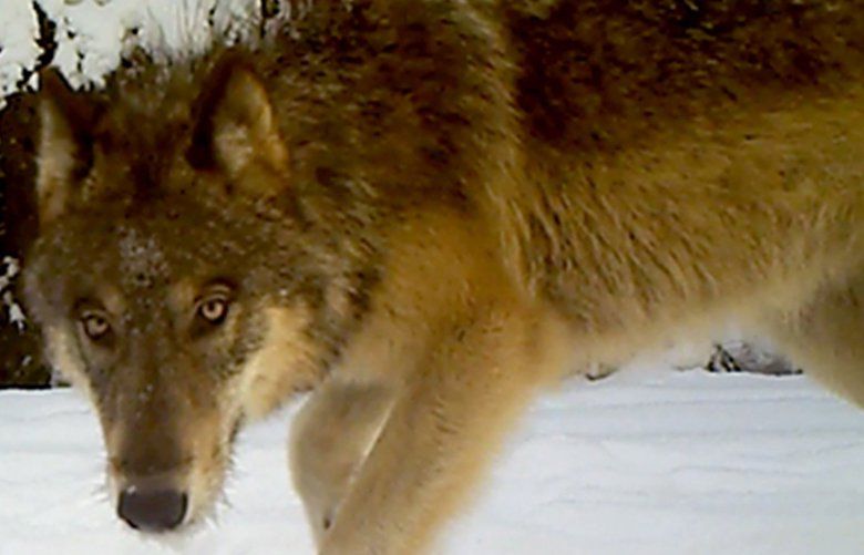 State report finds population of wolves grew 11% in 2019 | The Seattle ...