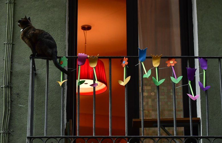 CDC recommends social distancing for pets, and now 2 cats have tested ...