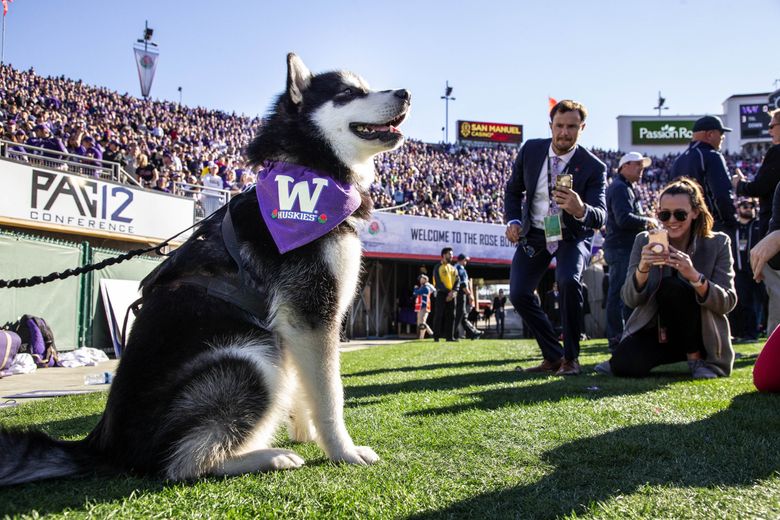 Woo woos for a weary world: UW’s live mascot, Dubs II, spreads cute dog ...