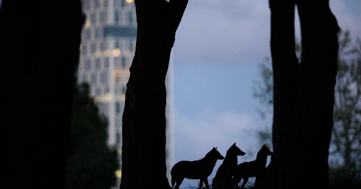 AP PHOTOS: Coronavirus quiet brings out jackals in Tel Aviv | The ...