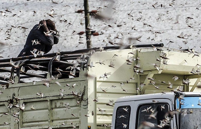 They’re back: Trillions of locusts descend on East Africa in second ...