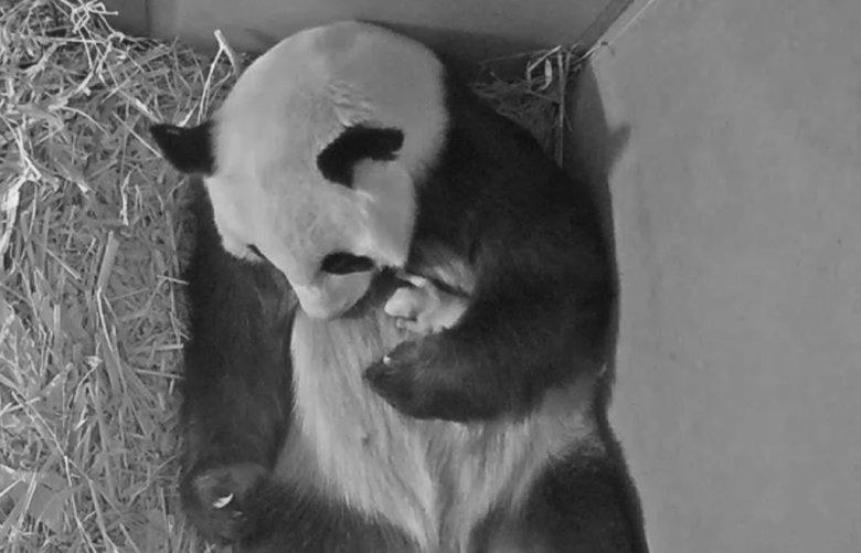 Shrieks of excitement as panda cub makes video appearance | The Seattle ...