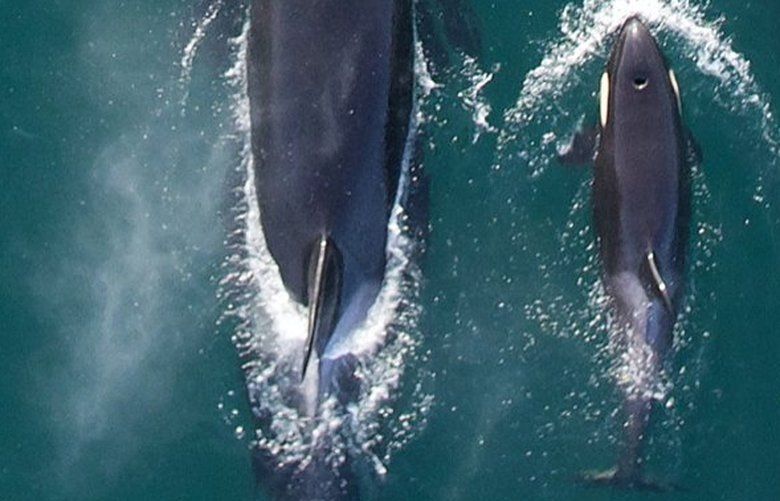 Will orcas thrive in the coronavirus pandemic’s quieter waters ...