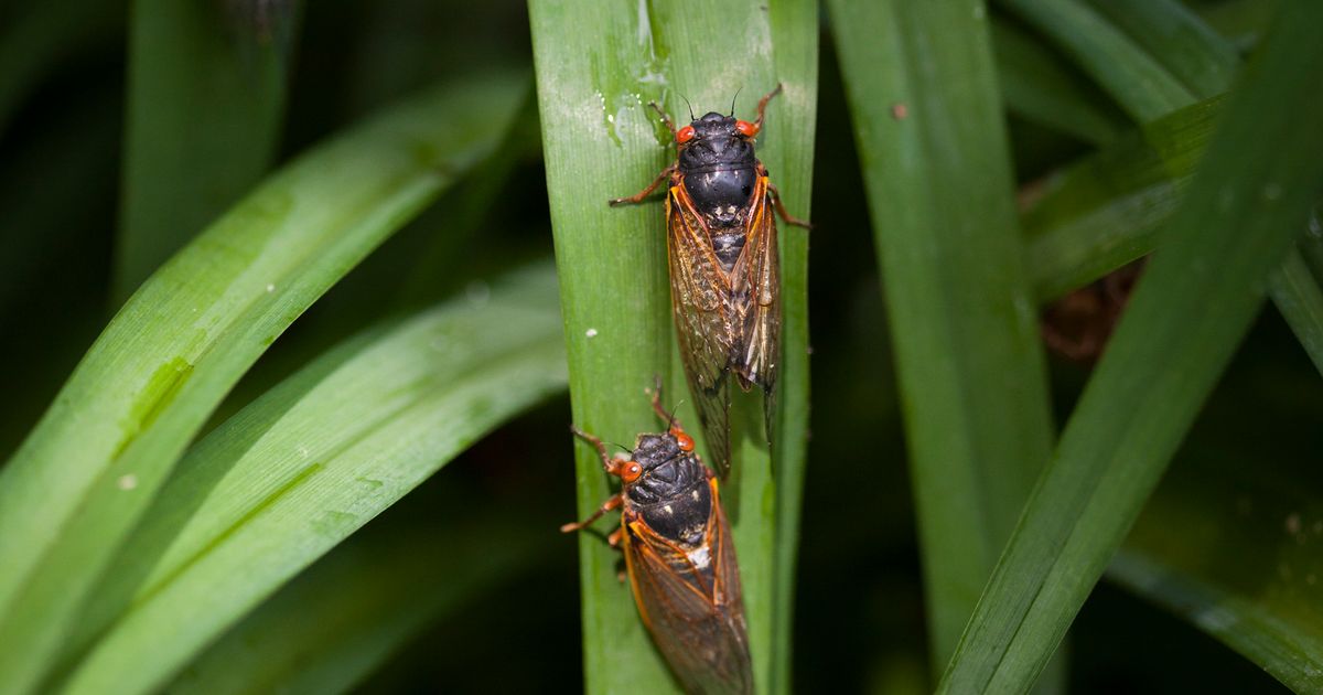 After 17 Years Underground, Cicadas Stage a 2020 Southern Invasion | The Seattle Times