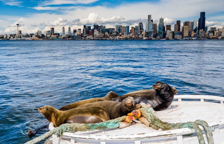 Reader’s Lens | 3 Seattle sea lions lounge on a buoy near Alki watching ...