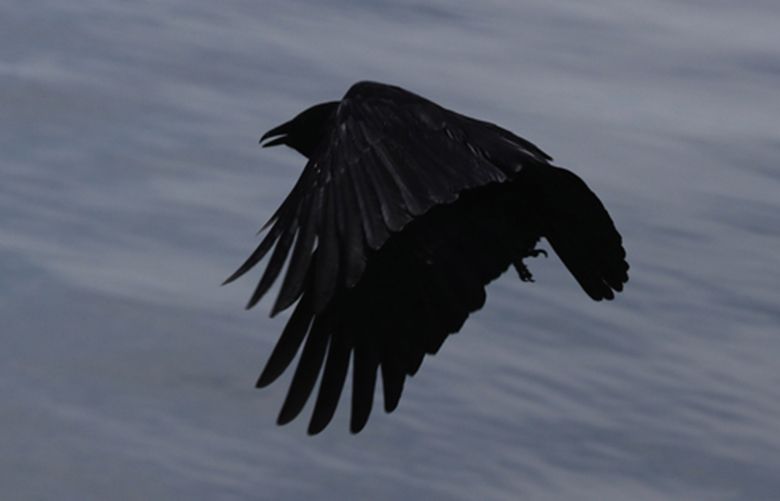 Oh, to be a crow: smart as all get-out — and still able to get out ...