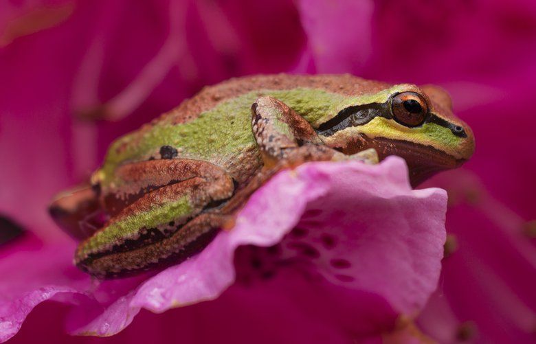 Reader’s Lens | The focus is on the frog in a floral field of magenta ...