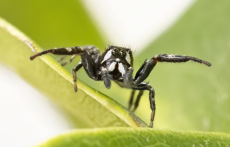 Reader’s Lens | Looking into (some of) the eyes of a jumping spider ...
