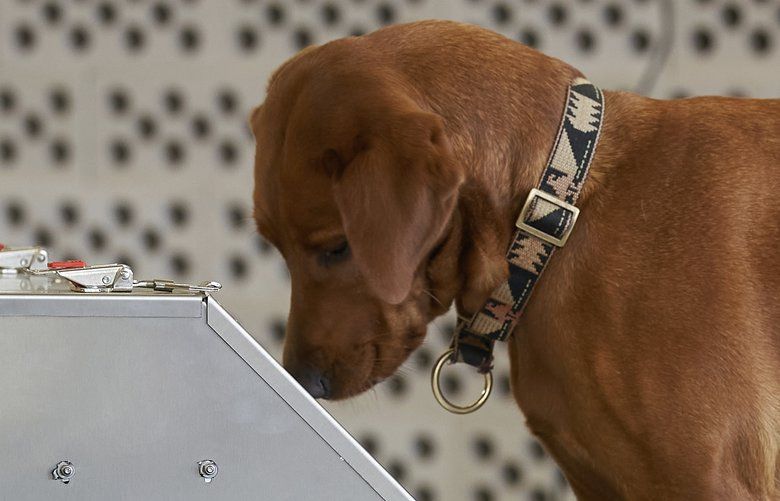 Iain Rogers | The Seattle Times