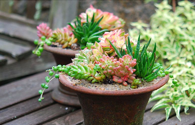 Why you should plant succulents, and how to keep them healthy | The ...
