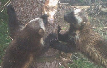 Wolverines return to Mount Rainier National Park after 100 years | The ...