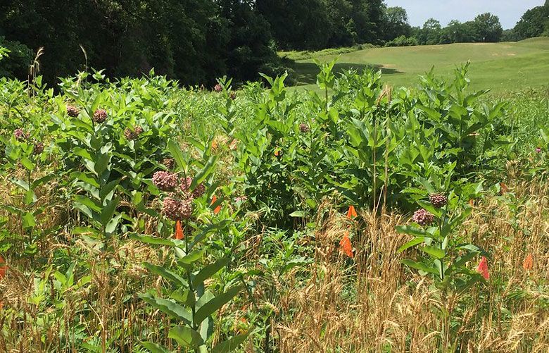 Get the spades and clippers: The weeds are trying to take over | The ...