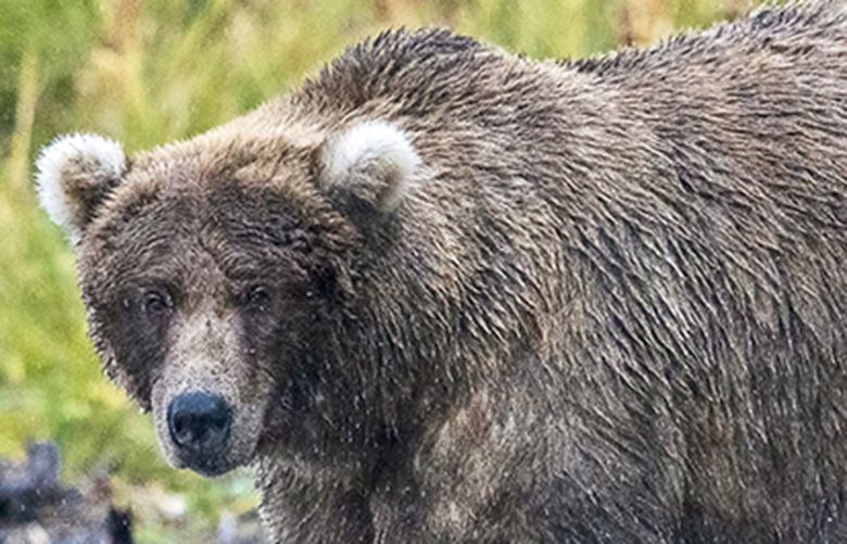 Fat Bear Week is upon us; here’s how to celebrate the big, glorious ...