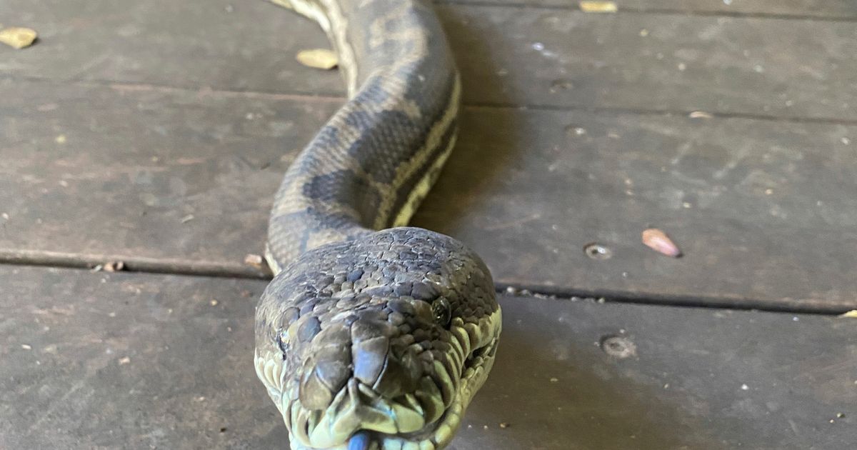 2 pythons weighing 100 pounds collapse ceiling in Australia | The ...