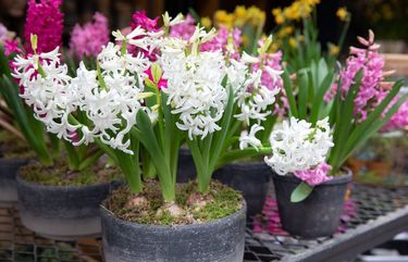 Easy tips for forcing a hyacinth into an early bloom | The Seattle Times