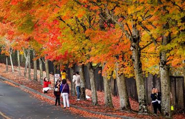 Savoring fall’s flash of bright color | The Seattle Times