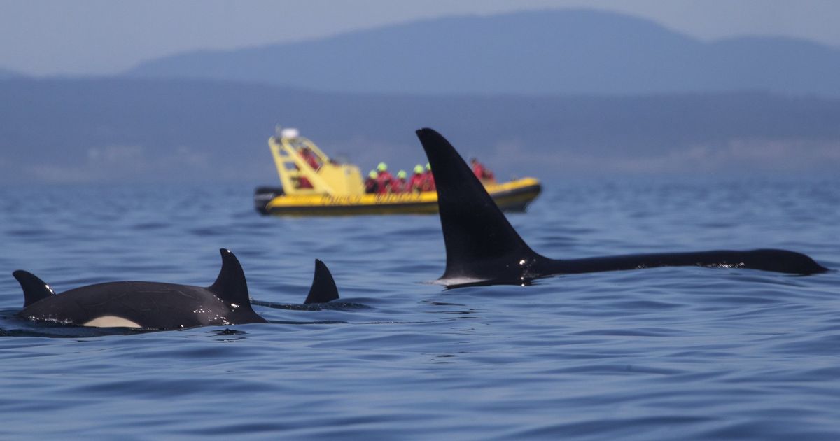 New Orca-focused rules take shape for whale watching in Washington ...