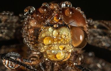 Soak in the stirring detail of this rain-drenched, magnified dragonfly ...