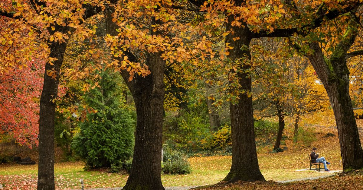 Look back at Seattle’s autumn colors before fall leaves us | The ...