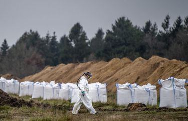 Dead mink spark new scare amid Denmark’s botched mass burial | The ...