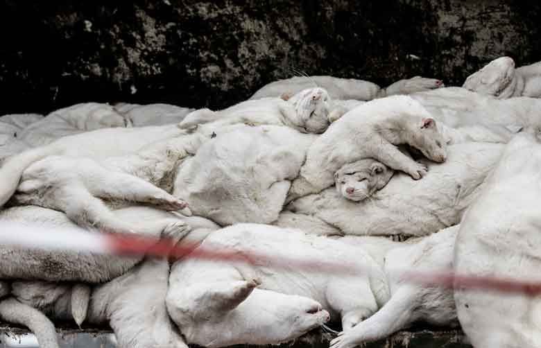 North Denmark in lockdown over mutated virus in mink farms | The ...