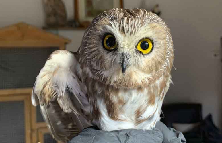 Conservationists sue to save spotted owl logging protections | The ...