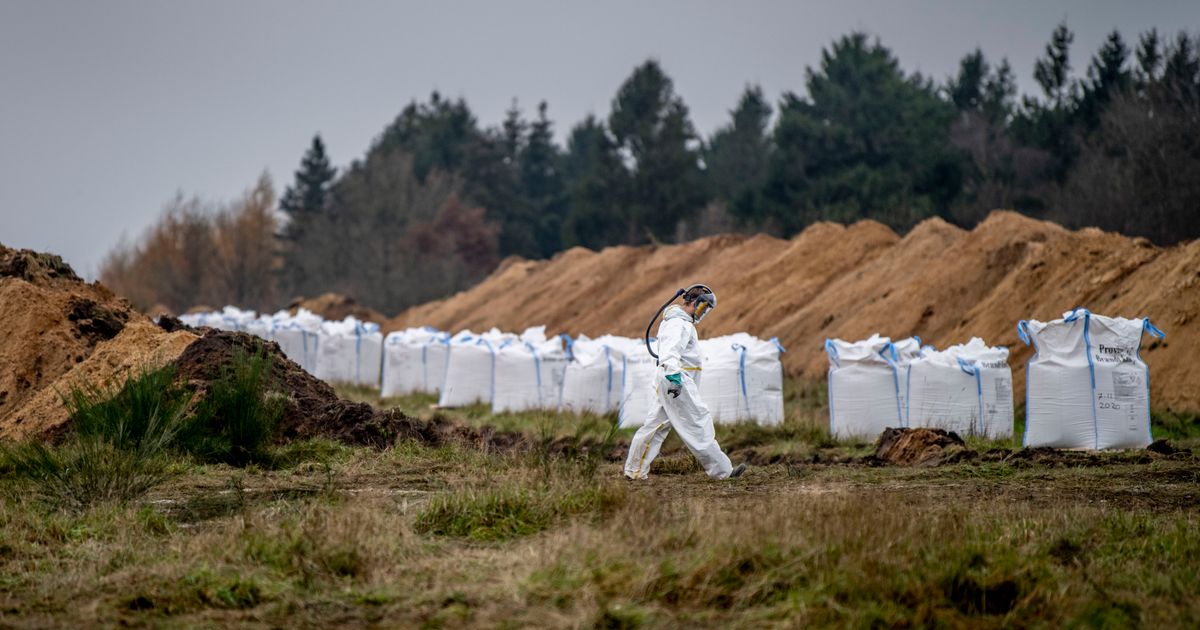 Danish agriculture minister quits over mink culling fiasco | The ...