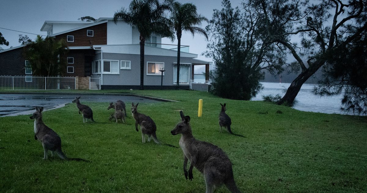 ‘A social species’: How kangaroos communicate with people | The Seattle ...