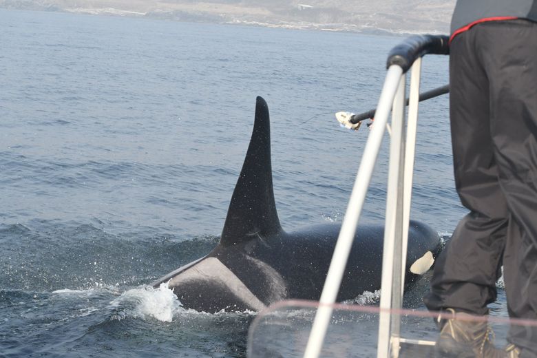 Female resident orcas especially disturbed by vessels, new research ...
