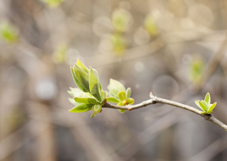 Spring Bud | atelier-yuwa.ciao.jp