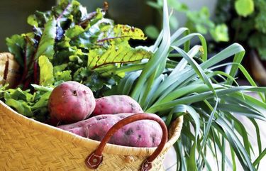 Grow your budding garden know-how with tips from ‘The Beginner’s Guide ...