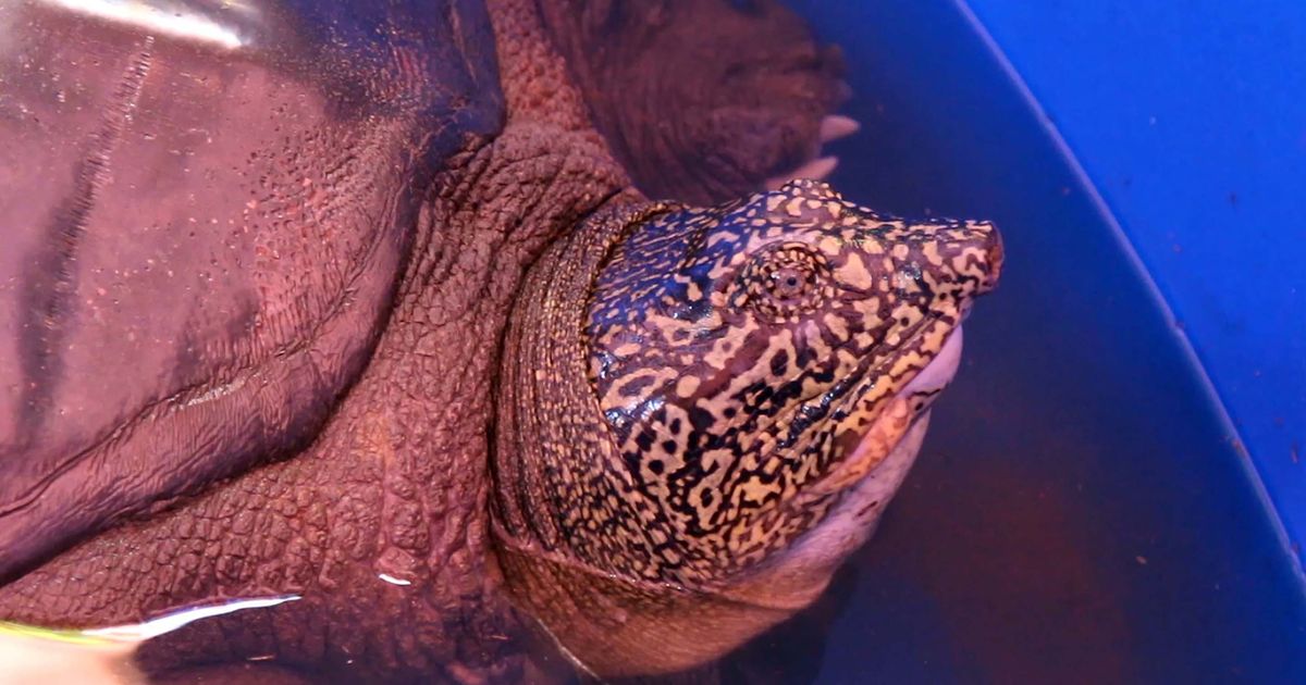 The world’s rarest turtle has a shot at escaping extinction | The ...