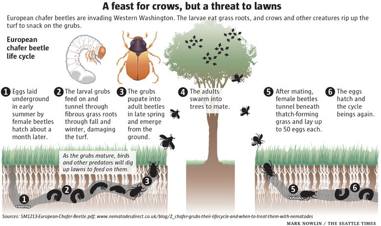 Chafer Grubs How To Kill Remove And Prevent Them From 43 Off