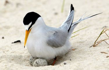 Recovered Midwestern bird soars off endangered species list | The ...